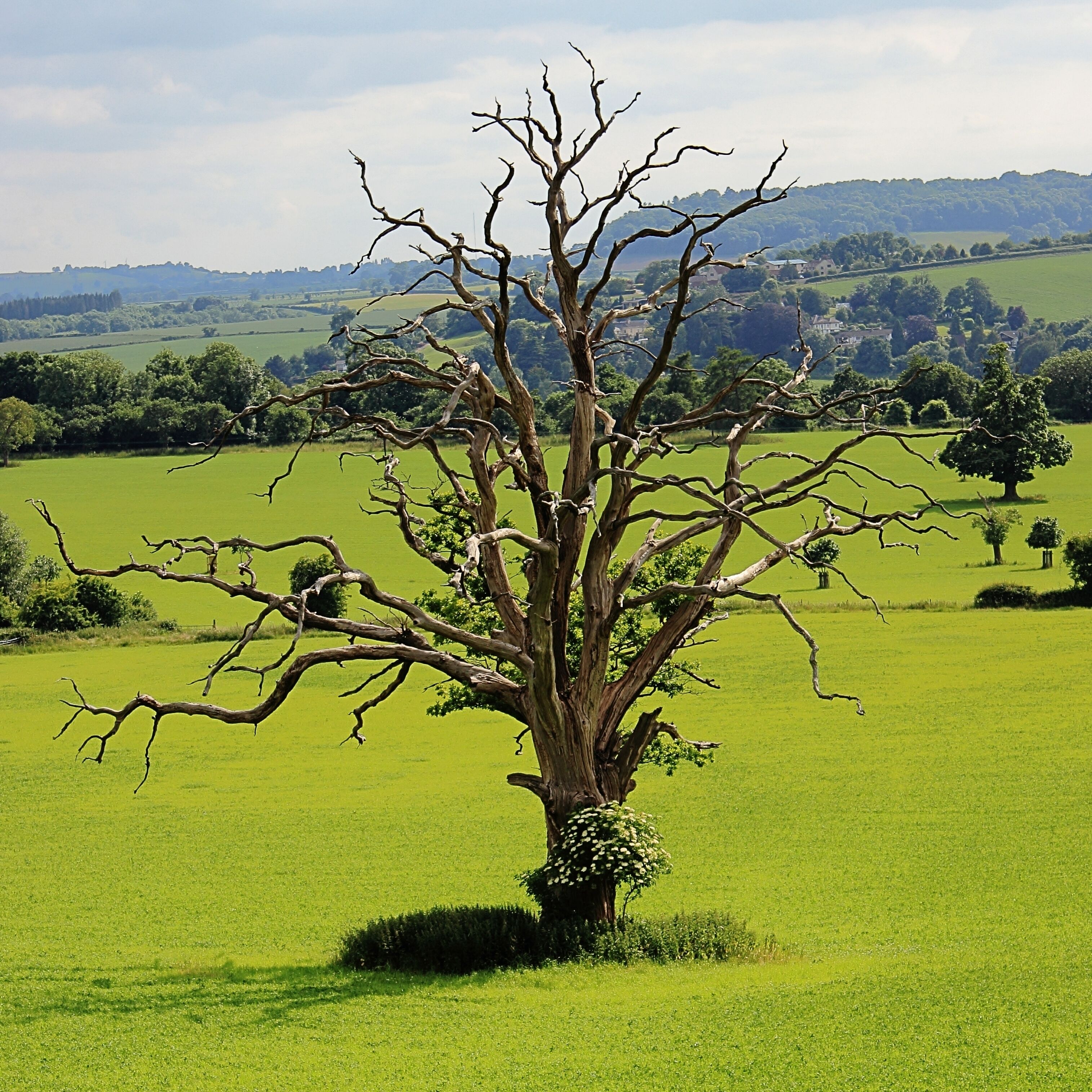 Uma árvore sem folhas num campo verde, com colinas onduladas ao fundo.