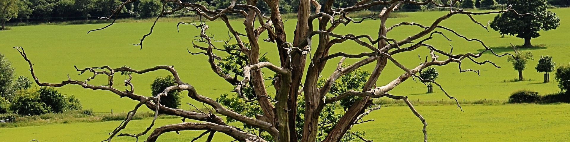 Uma árvore sem folhas num campo verde, com colinas onduladas ao fundo.