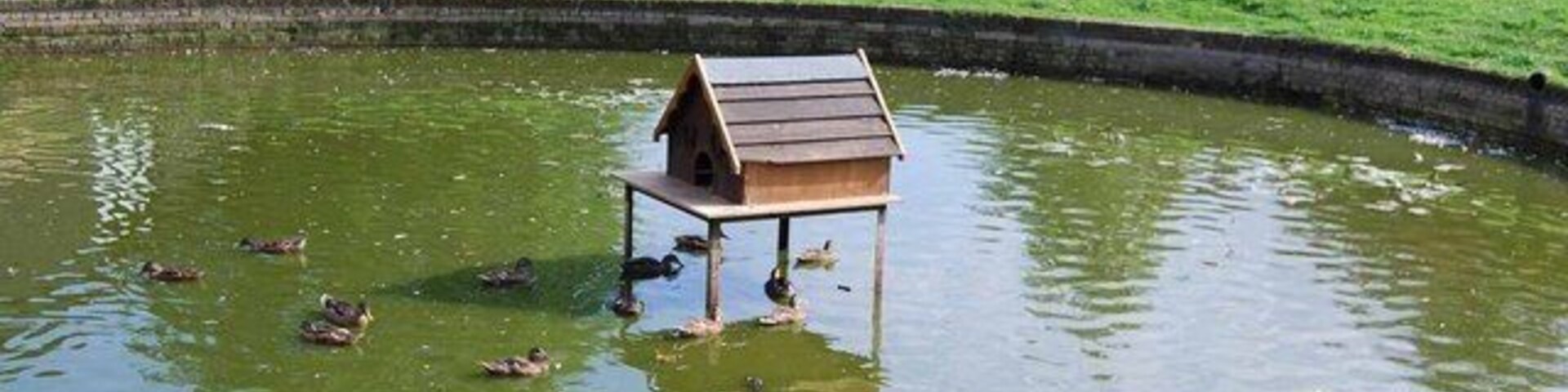 Duck house in Wisborough Green This year's latest des res for our aquatic friends.