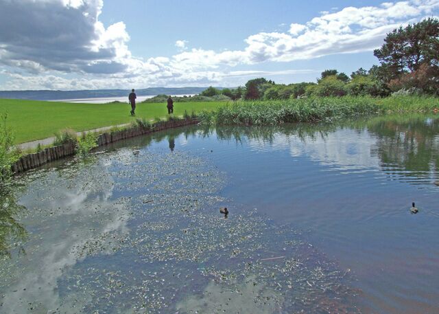 Um corpo d'água calma com patos, uma área gramada e um céu nublado.