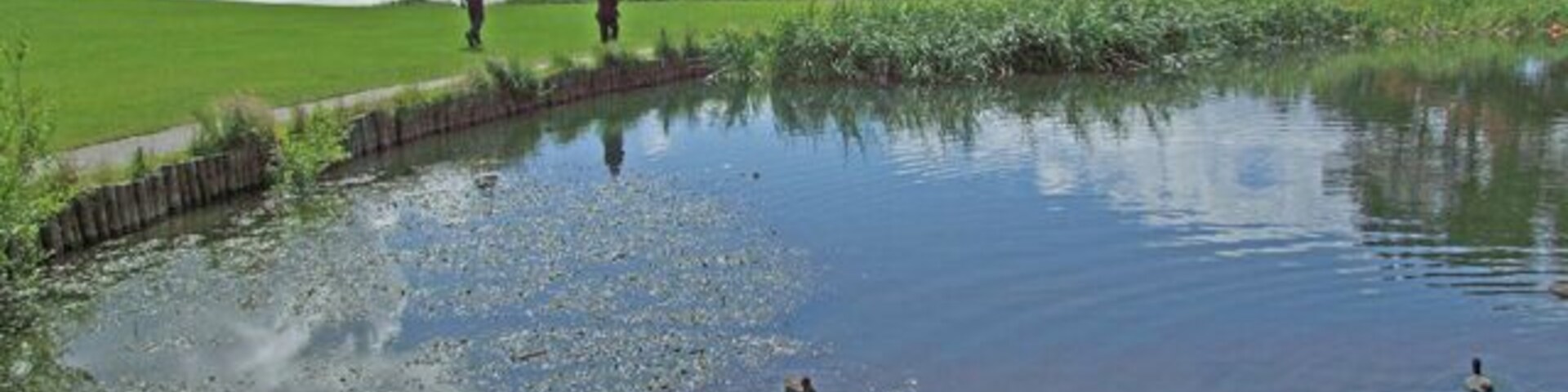 Um corpo d'água calma com patos, uma área gramada e um céu nublado.
