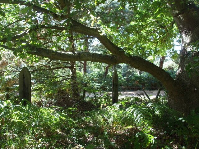 Uma área arborizada com um galho grande sobre um caminho, cercada por vegetação densa e samambaias.