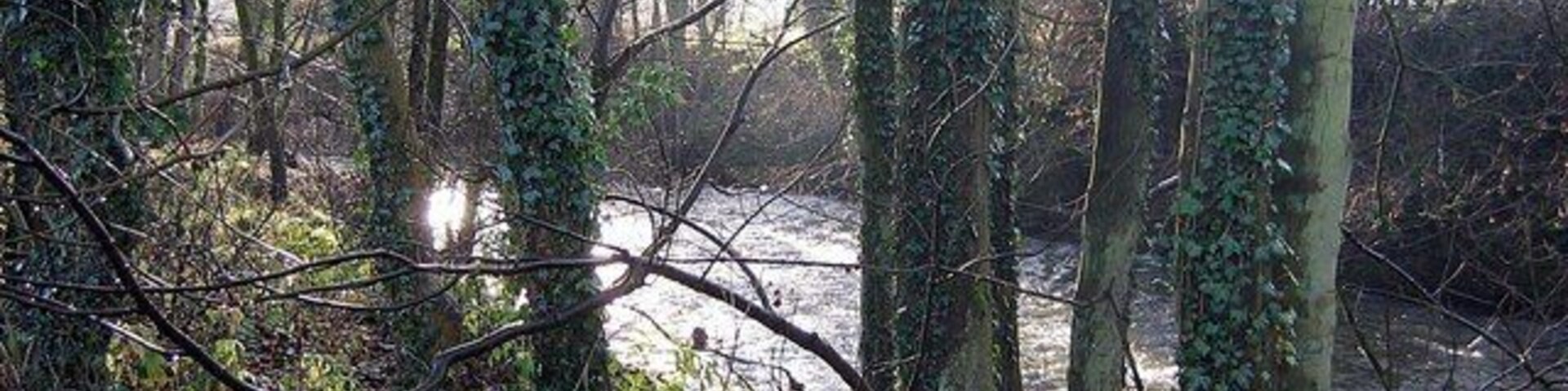 Uma área arborizada com árvores altas e um corpo d'água.