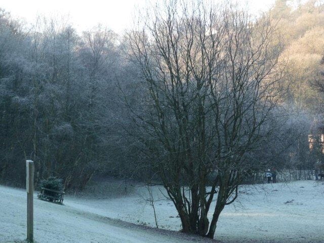 Paisagem coberta de neve com uma árvore sem folhas e um caminho que serpenteia por um parque.