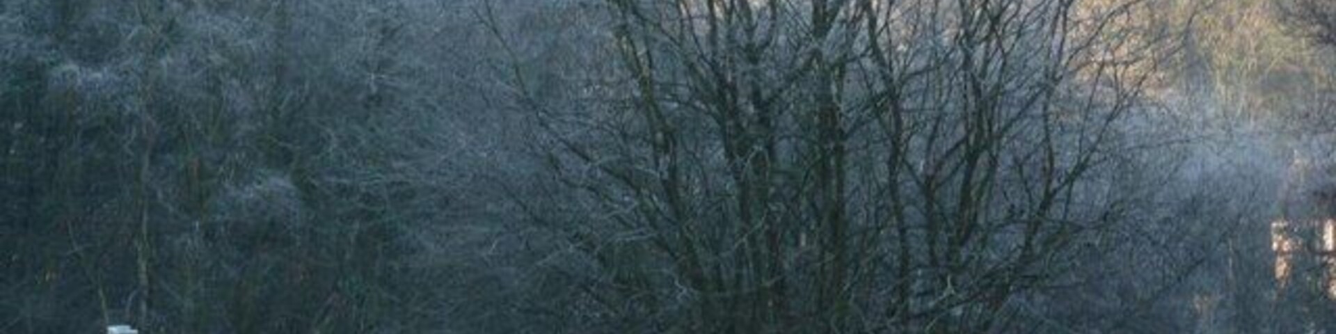 Paisagem coberta de neve com uma árvore sem folhas e um caminho que serpenteia por um parque.