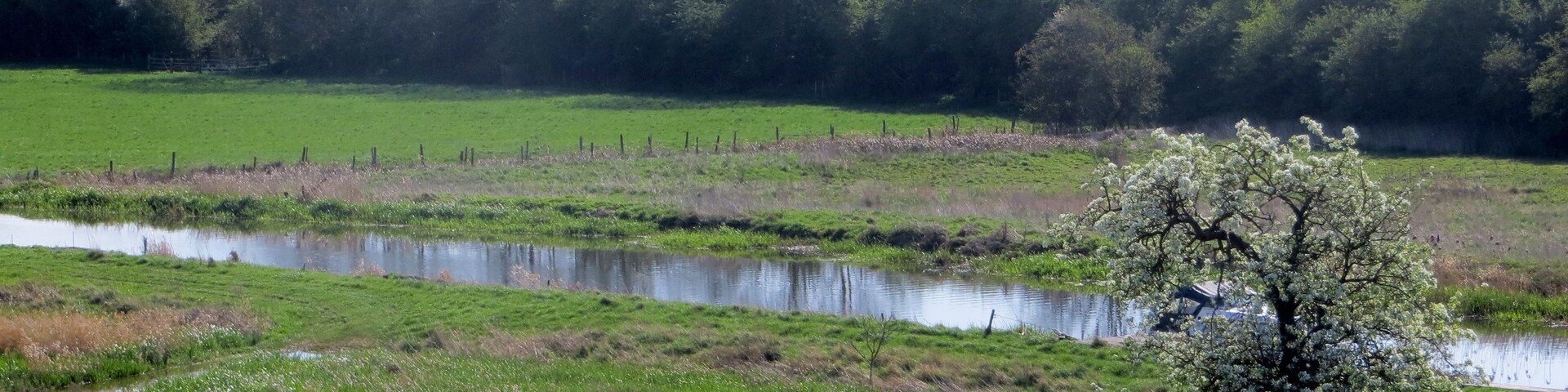Um rio serpenteando por um campo verde, com uma árvore florida e uma cerca ao fundo.