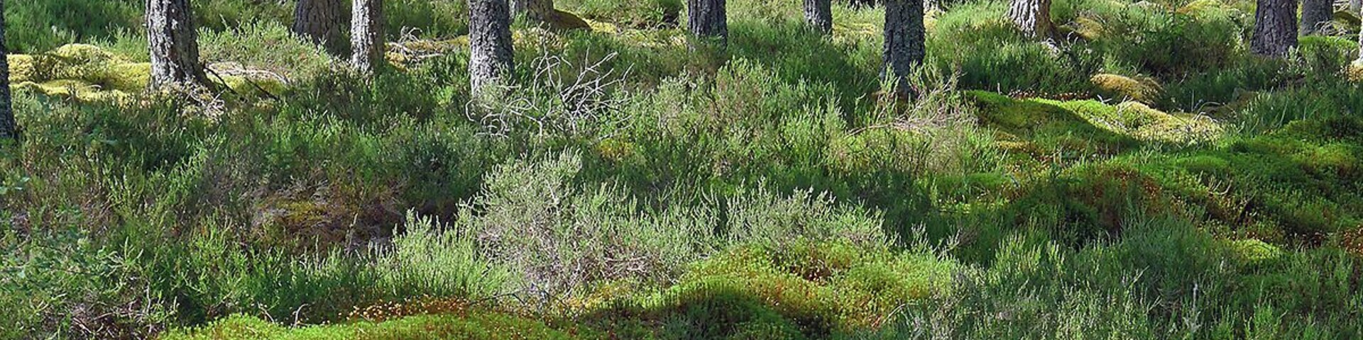 Uma floresta densa com árvores altas e chão coberto de musgo.