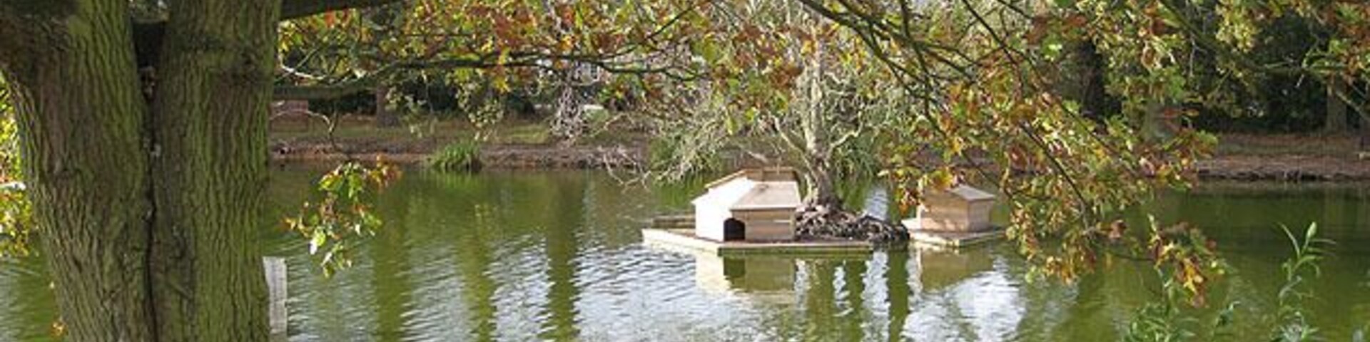 Um lago calmo com um píer e uma árvore ao primeiro plano.