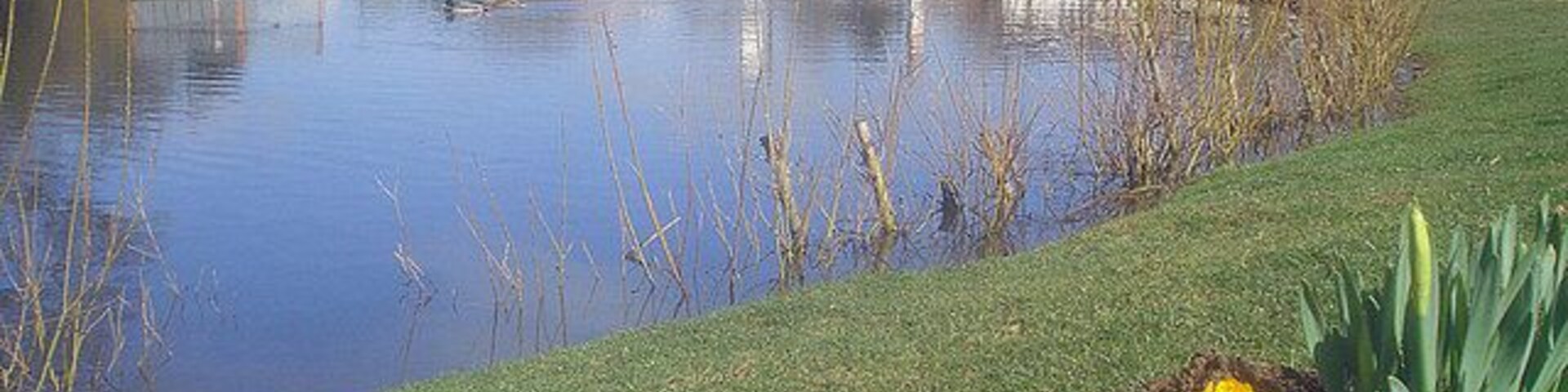 Um lago tranquilo com tulipas amarelas em primeiro plano, rodeado por grama e algumas casas ao fundo.