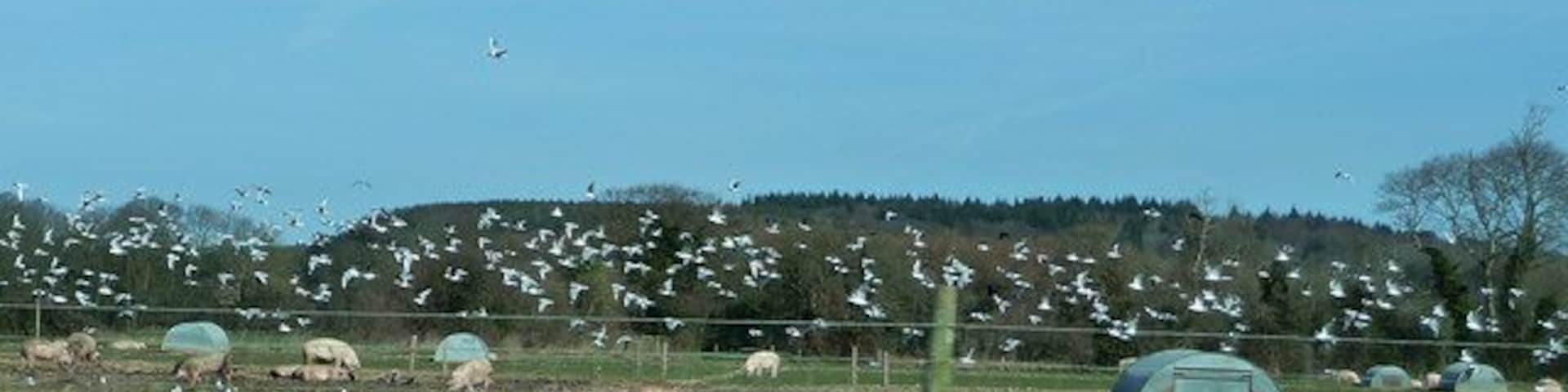 Pig farm with flock of gulls