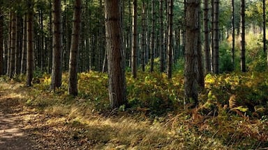 Uma trilha na floresta, rodeada por árvores altas e vegetação densa.