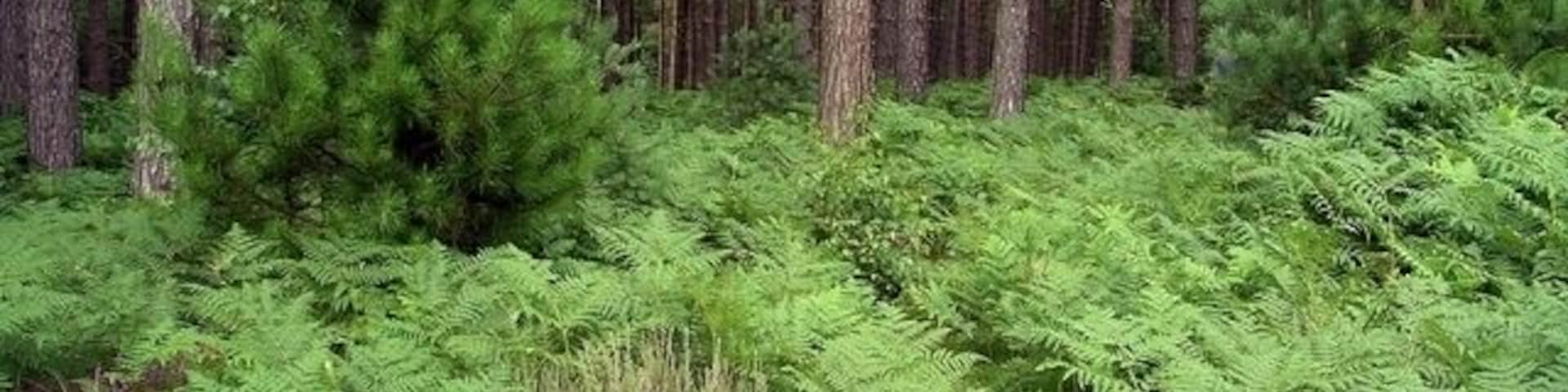 Bracken and heather The recent prolonged wet weather has enabled the bracken in Sherwood Pines Forest park to proliferate.