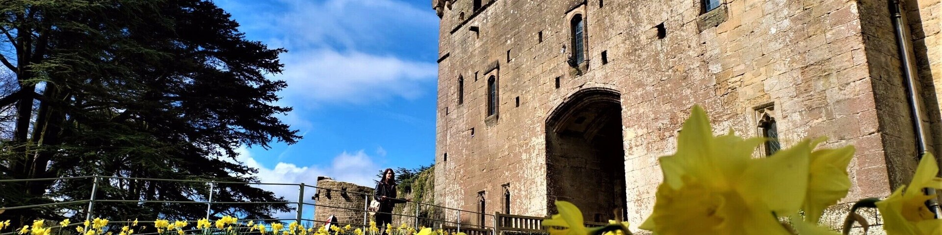 The Spring is coming with Daffodils around the Caldicot Castle #green #Wales #springfun