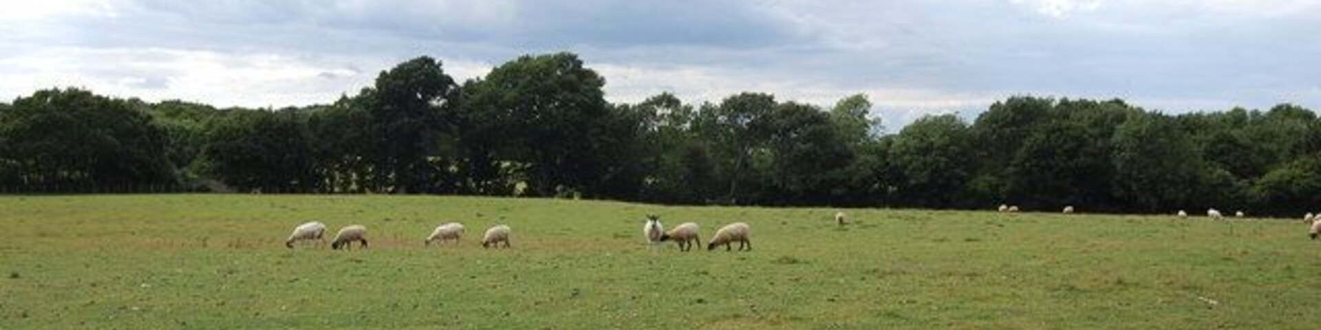 Sheep in field off Doleham Lane