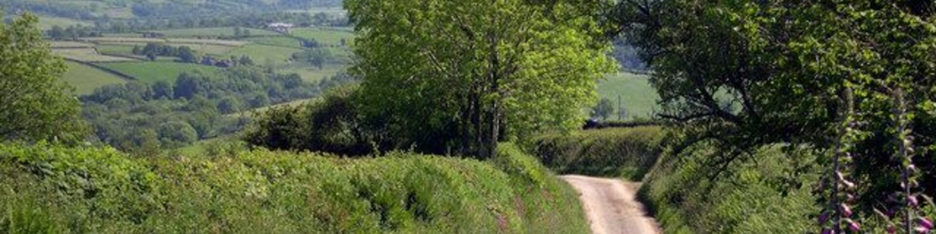 Uma estrada rural estreita serpenteando por uma paisagem verde, com árvores e campos.