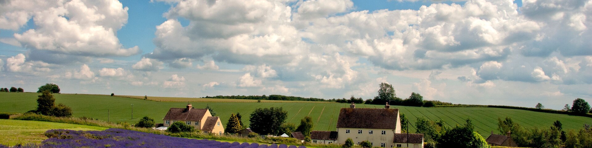 Um campo de lavanda, uma fileira de casas e um céu nublado.