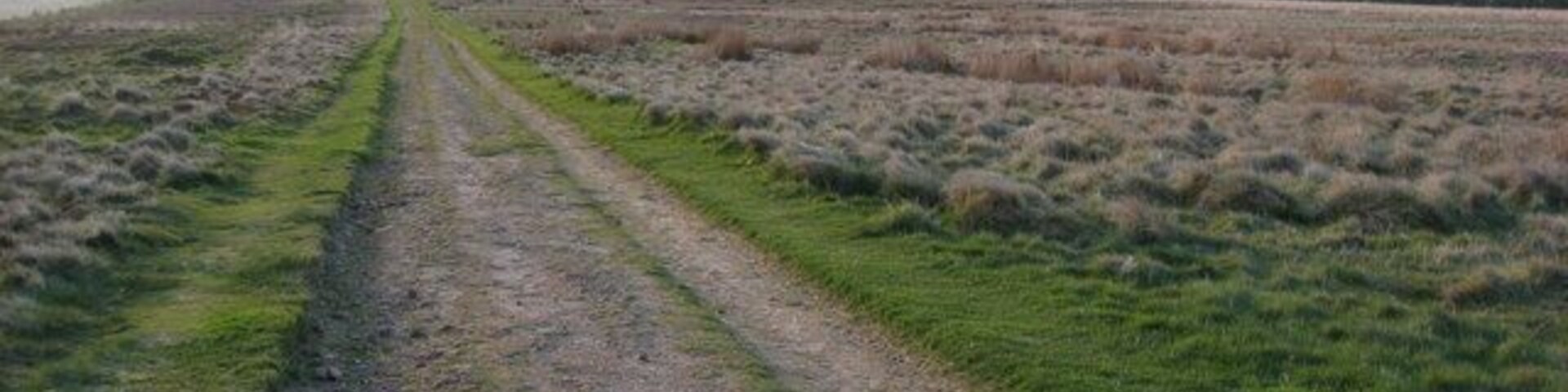 Uma estrada de terra em um campo com grama verde de ambos os lados.