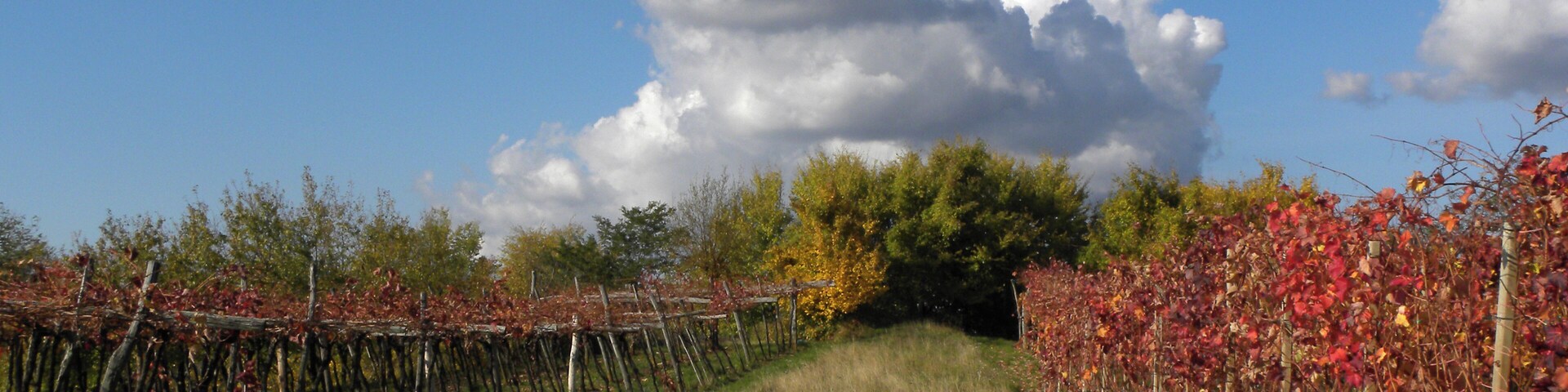 Jesenski vinogradi / Autumn vineyards