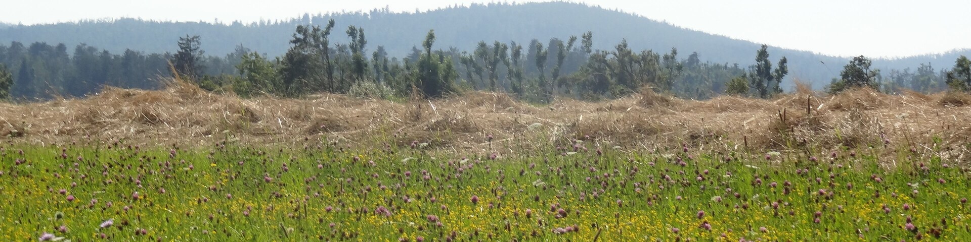 2014 Slovenia Rakitnik (12)