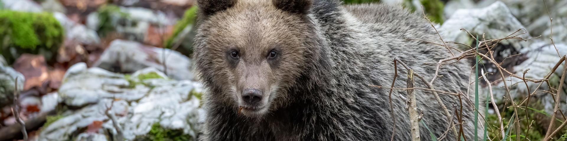 Slovenian brown Bear cub foraging for food, listening forest sounds for anything suspicious, overlooked by momma bear a few meters away.
