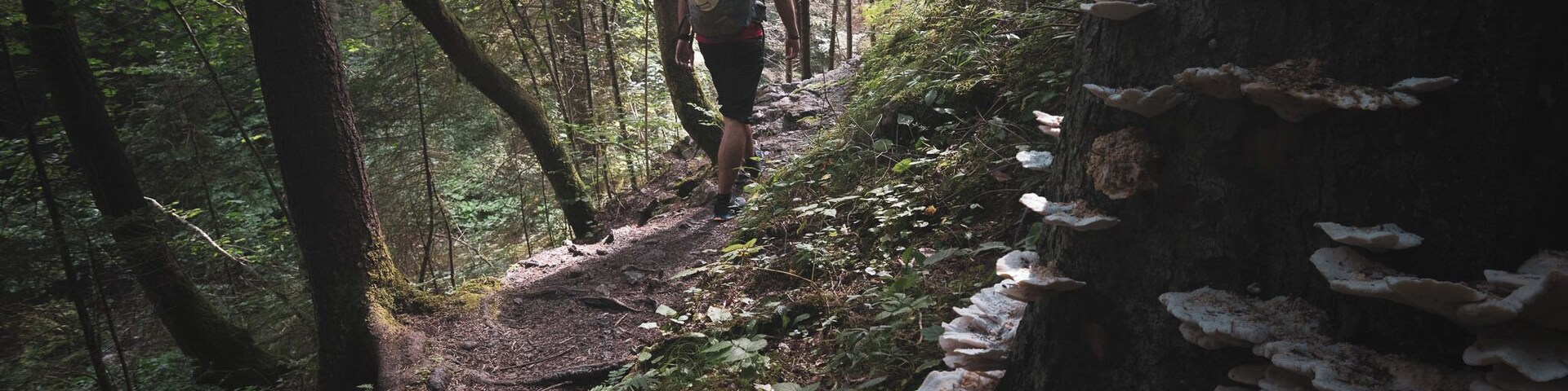 Slovak paradise
If you ever visit Slovakia by accident or intentionally I highly suggest you to take a hike in Slovak paradise. Its beautiful in every time of the year. You can also climb newly made via ferrata that is located near "Podlesok"
#adventure