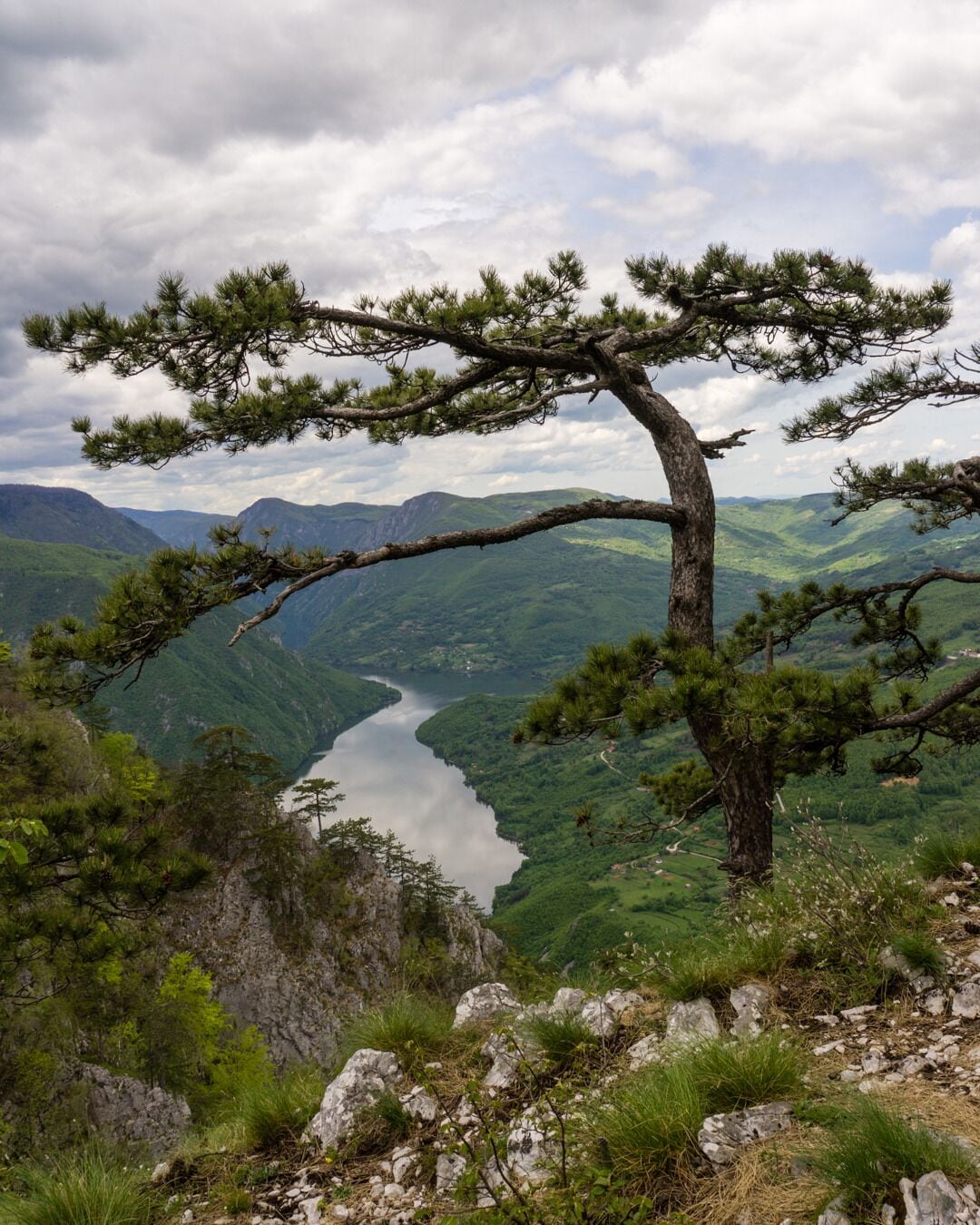 The Tara Nationalpark in Serbia is an awesome place to go hiking. We found this tree right next to the quite busy viewpoint Banjska Stena. We started our hike in Mitrovac and did a circular trail (route 9 to the viewpoint and 9a to go back) which took around 4 hours. There is a road to the viewpoint, so there are far more people than on the hiking trail, but it is still definitely worth a visit. The views are amazing!

#Serbia #Tara #Nationalpark #Nature #Outdoor #Hiking