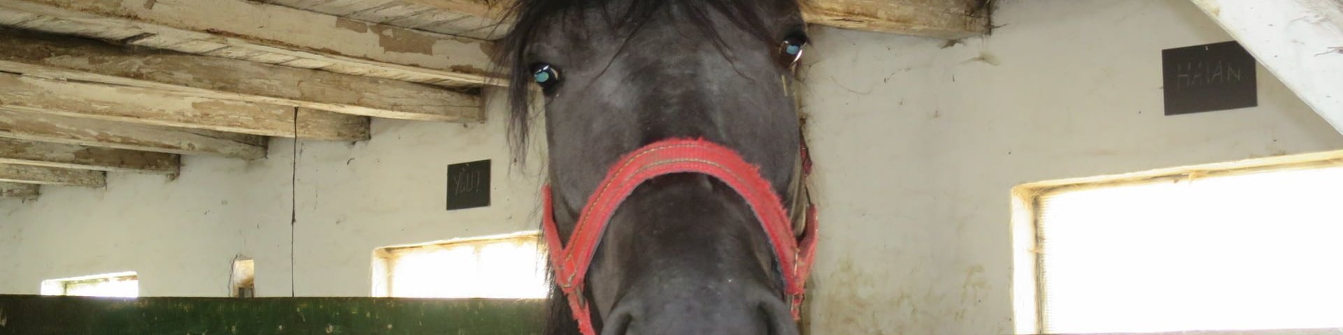 STUD FARM IZVIN Romania
A nice Nonius stallion