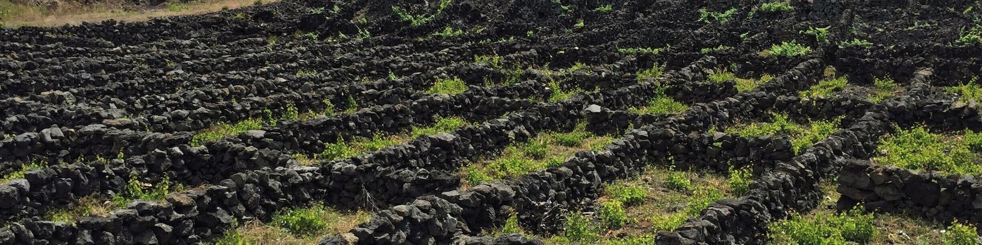 This is a photo of the Landscape of the Pico Island Vineyards UNESCO World Heritage site. Here and in a few other areas of the island, you’ll see the land divided up into small rectangular plots by piles of black basalt (volcanic rock formed by lava), a centuries-old practice. These walls protect the vines from the strong ocean winds and salt water spray as well as warm the grapes. Vineyards literally #InStone . #volcanic #PicoIsland #Azores #historicvineyards