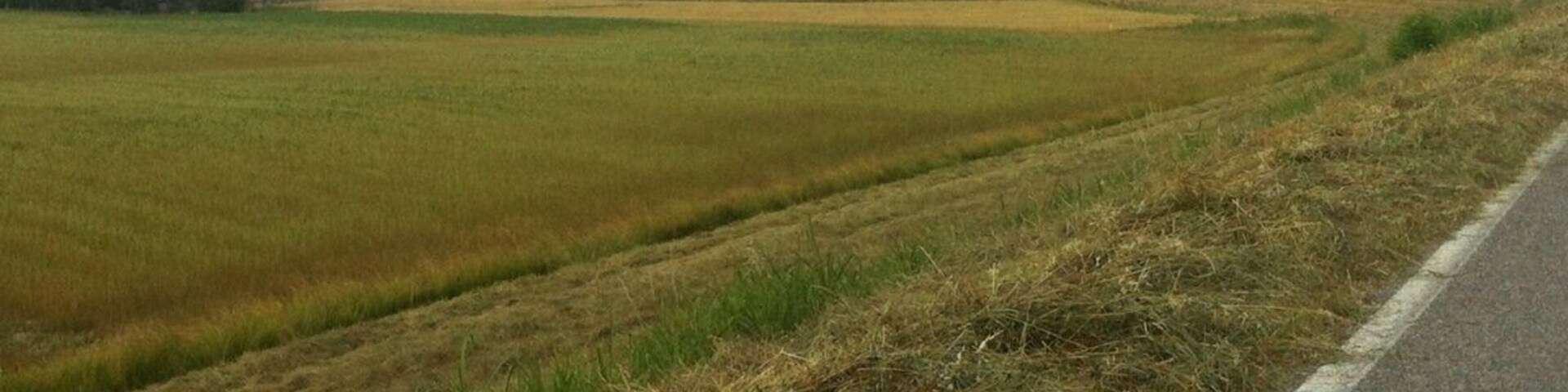 #countryside #green  #mantova #campagna #campi #verde #primavera #spring