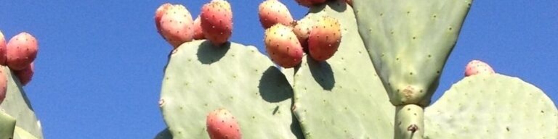 Prickly pears on a cactus in Italy