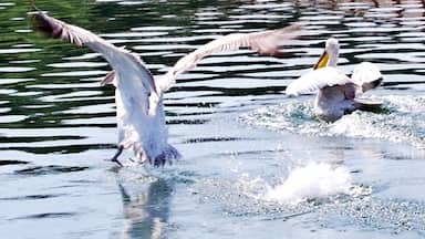 Duas aves voando sobre a água.