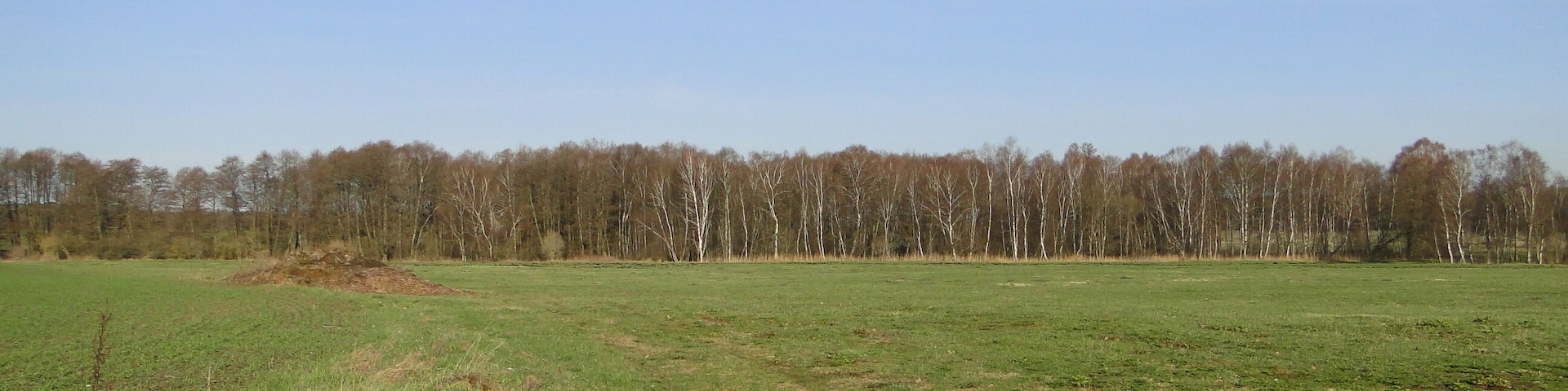 Forest with spring of a ditch near Knüppeldamm, disctrict Müritz, Mecklenburg-Vorpommern, Germany