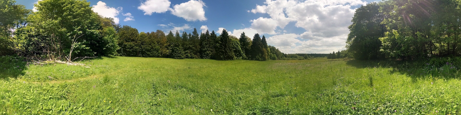 Photosphere: "Naturschutzgebiet In der Breungeshainer Heide" in "Naturpark Hoher Vogelsberg" near Geiselstein Ulrichstein, Hesse, Germany
