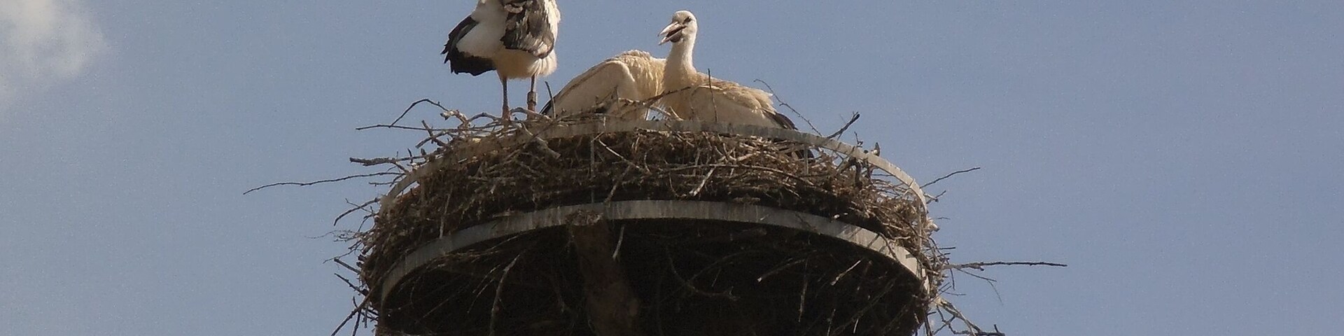 Störche - Steinmauern