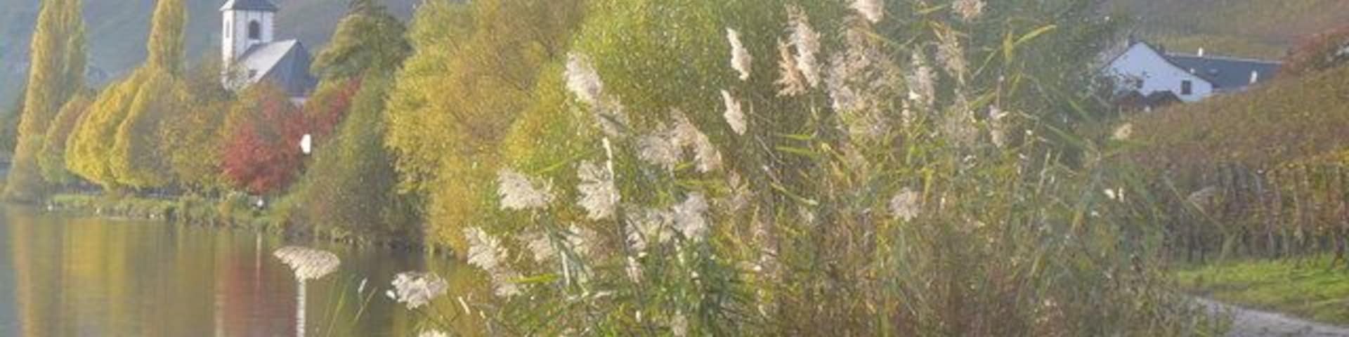 Moselufer bei Alt-Piesport (Moselle Riverbank)