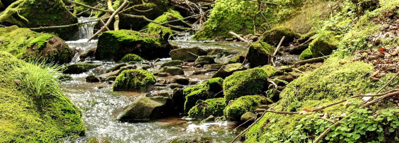 Einer der Wasserfälle des Butzerbach im geschützten Landschaftsbestandteil „Butzerbach mit beleitendem Gehölzbestand Kordel“ (LB-7235-018), abgebildeter Bereich auch im Landschaftsschutzgebiet „Meulenwald und Stadtwald Trier“; Landkreis Trier-Saarburg, Rheinland-Pfalz und im Natura 2000 Gebiet "Untere Kyll und Täler bei Kordel"
