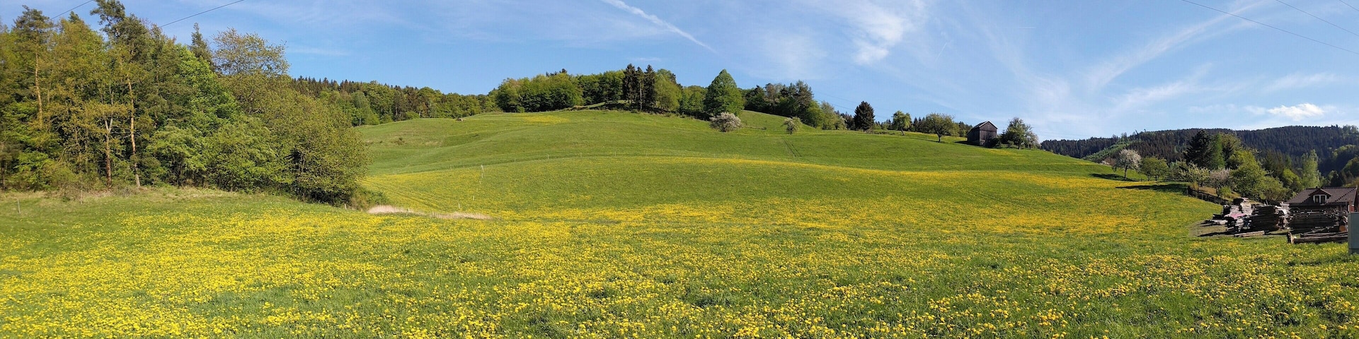 Eine Wiese voller Löwenzahn im Rosenthal in Leutenberg.