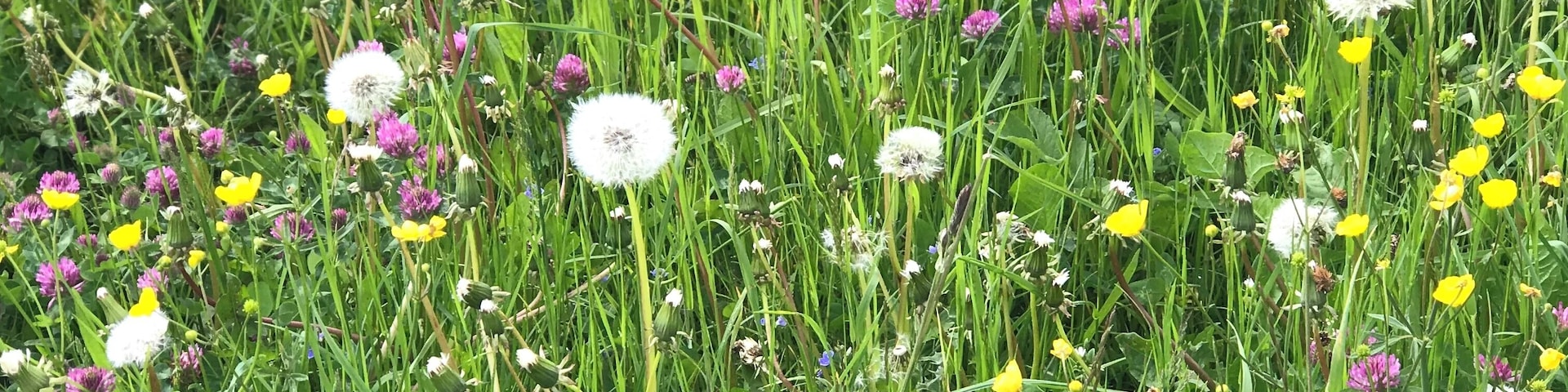 Frühling auf dem Schliffkopf