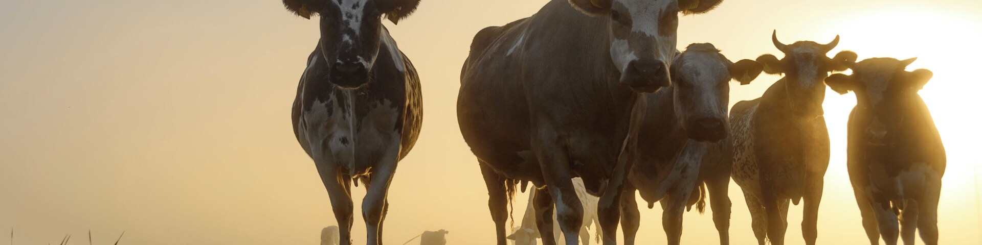 On a foggy morning the golden light scattered and created this atmosphere. I came across these guys here and laid down into the grass to get a cool perpective
#golden hours photography
#golden
#germany # cows