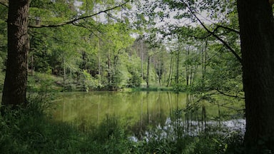 Uma floresta tranquila com um lago calmo, rodeada por árvores altas e vegetação exuberante.