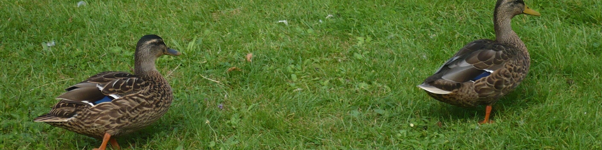 Enten auf besonderem Schlossboden