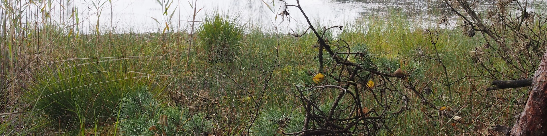 Nature reserve "Breites Moor near Eschede" in Lower Saxony, Germany
