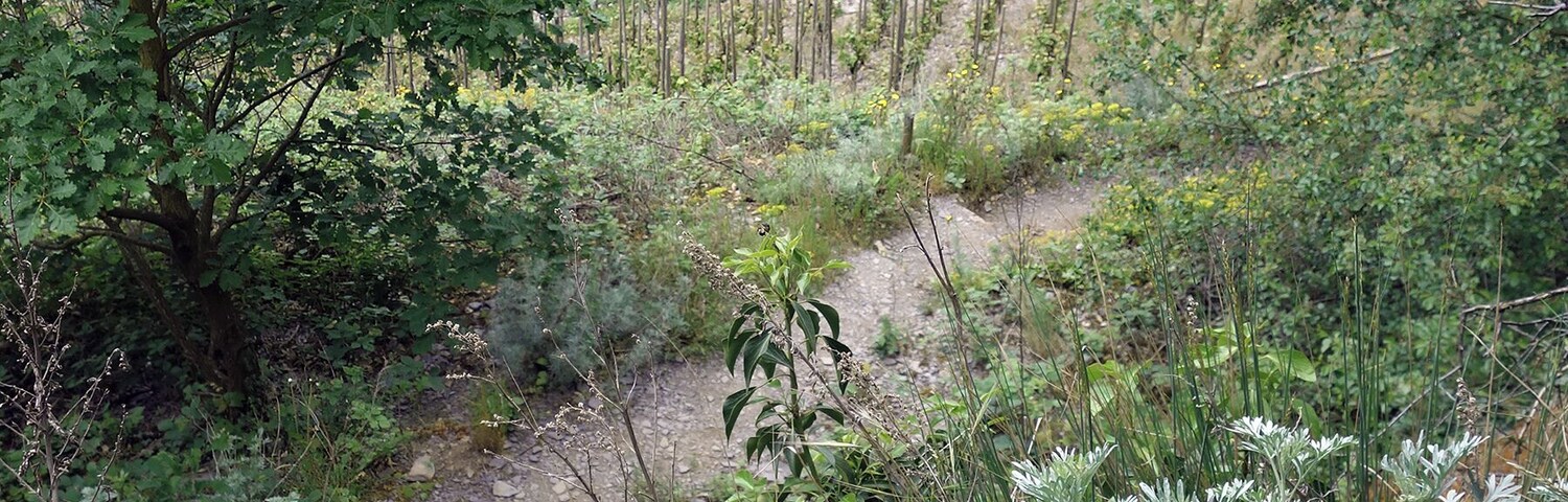 Hiking trail at Erdener Treppchen vineyard site in Erben on the Moselle river, Germany.