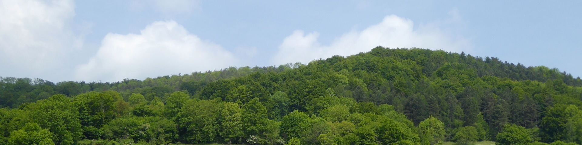 Blick von Süden auf die Hangwiesen am Burgberg, Teil des Naturschutzgebietes "Südliche Burgberghänge" im Naturpark Solling-Vogler, Landkreis Holzminden