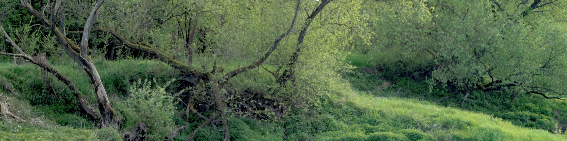 Blick über die Saale von Barby in Richtung Klein Rosenburg (Ortsteil von Barby) im FFH-Gebiet DE-4037-303 „Saaleaue bei Groß Rosenburg“; der Bereich liegt außerdem im Landschaftsschutzgebiet „Mittlere Elbe“, im EU-Vogelschutzgebiet DE-4139-401 „Mittlere Elbe einschließlich Steckby-Lödderitzer Forst“ und im Biosphärenreservat „Flusslandschaft Elbe“.