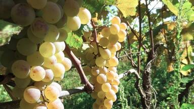 Cachos de uvas amarelas penduradas em videiras num vinhedo.