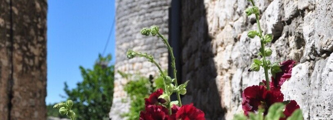 Vibrant hollyhocks add colour to the stone-on-stone monotone in July.