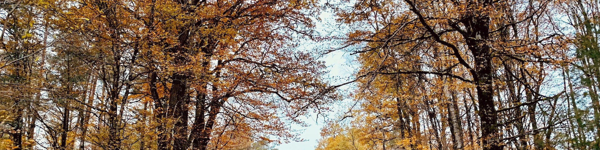 Beauté d’automne