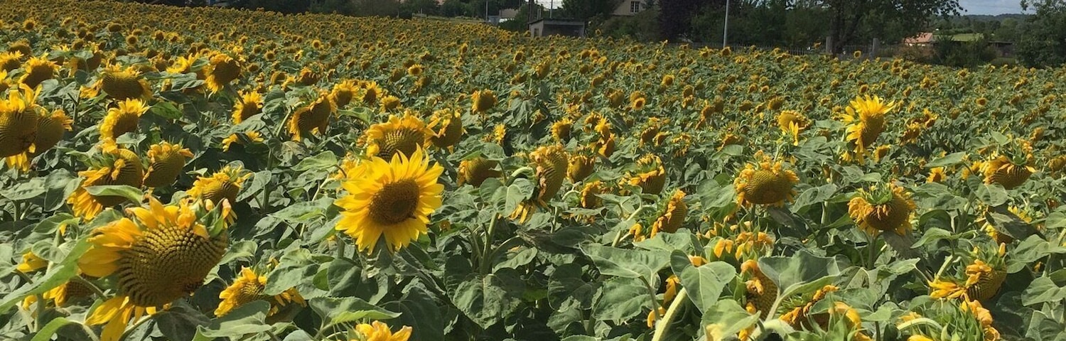 Lovely sunflowers on a beautiful day in August