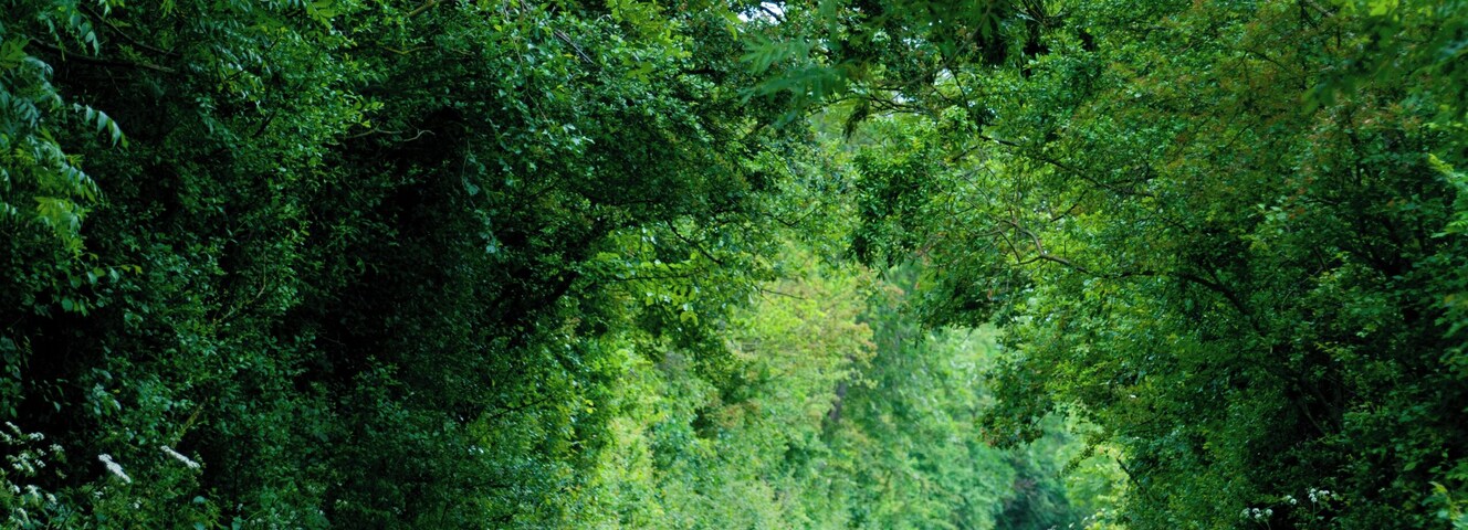 The dreaded bocage through which the U.S. troops had to battle their way.